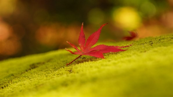 TAMRON 18-270mm F/3.5-6.3 Di II PZD (Model B008) [ソニー用 TAMRON 18-270mm F/3.5-6.3 Di II PZD (Model B008) [ソニー用