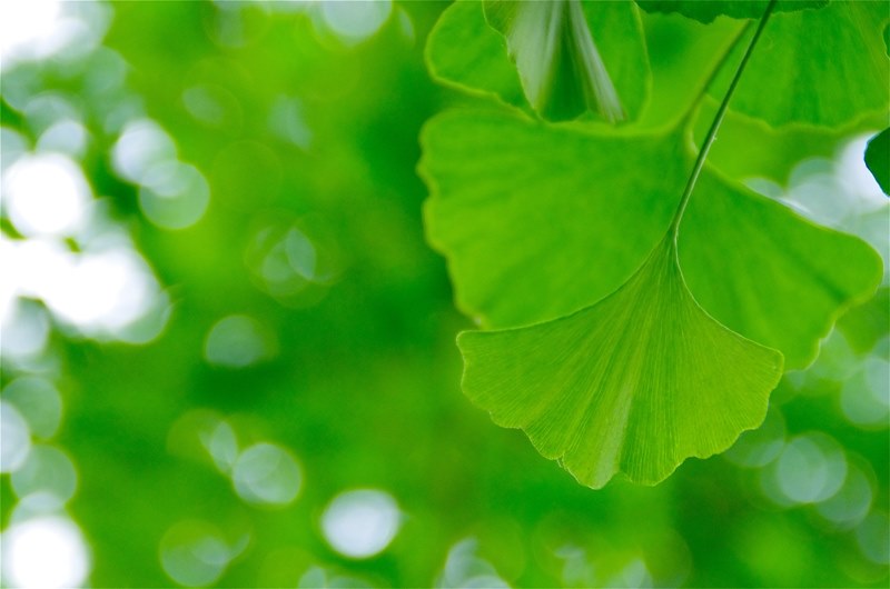 純粋に素晴らしいレンズ。』 TAMRON AF 18-200mm F/3.5-6.3 XR 純粋に素晴らしいレンズ。』 TAMRON AF 18-200mm F/3.5-6.3 XR
