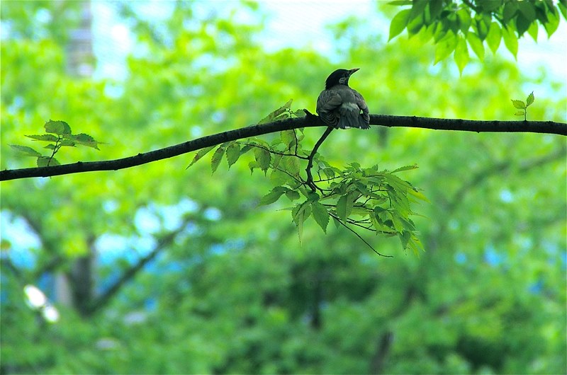 純粋に素晴らしいレンズ。』 TAMRON AF 18-200mm F/3.5-6.3 XR 純粋に素晴らしいレンズ。』 TAMRON AF 18-200mm F/3.5-6.3 XR